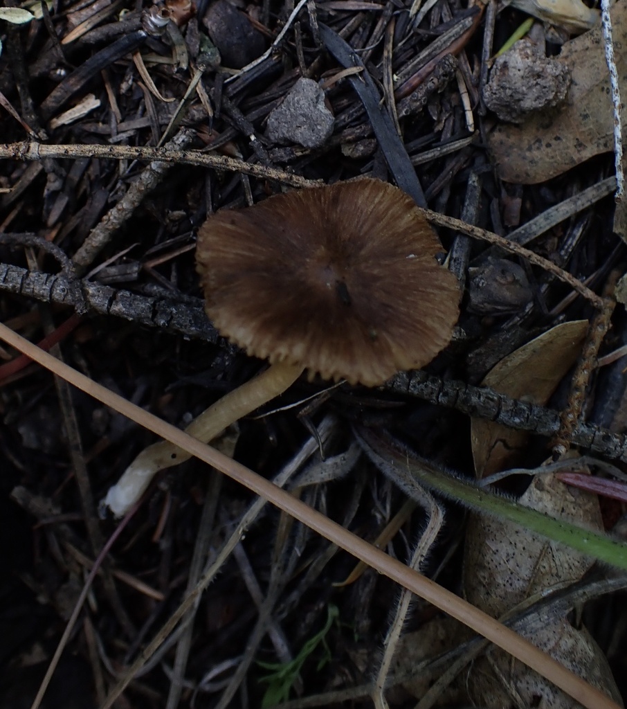 Inocybe plurabellae in August 2022 by Sigrid Jakob · iNaturalist