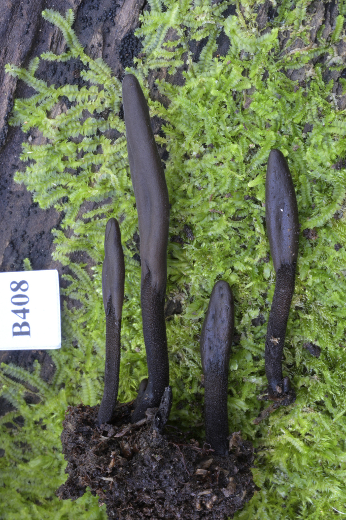 deceptive earthtongue from Mount Lyford Village, New Zealand on March 29, 2022 at 12:23 PM by ...