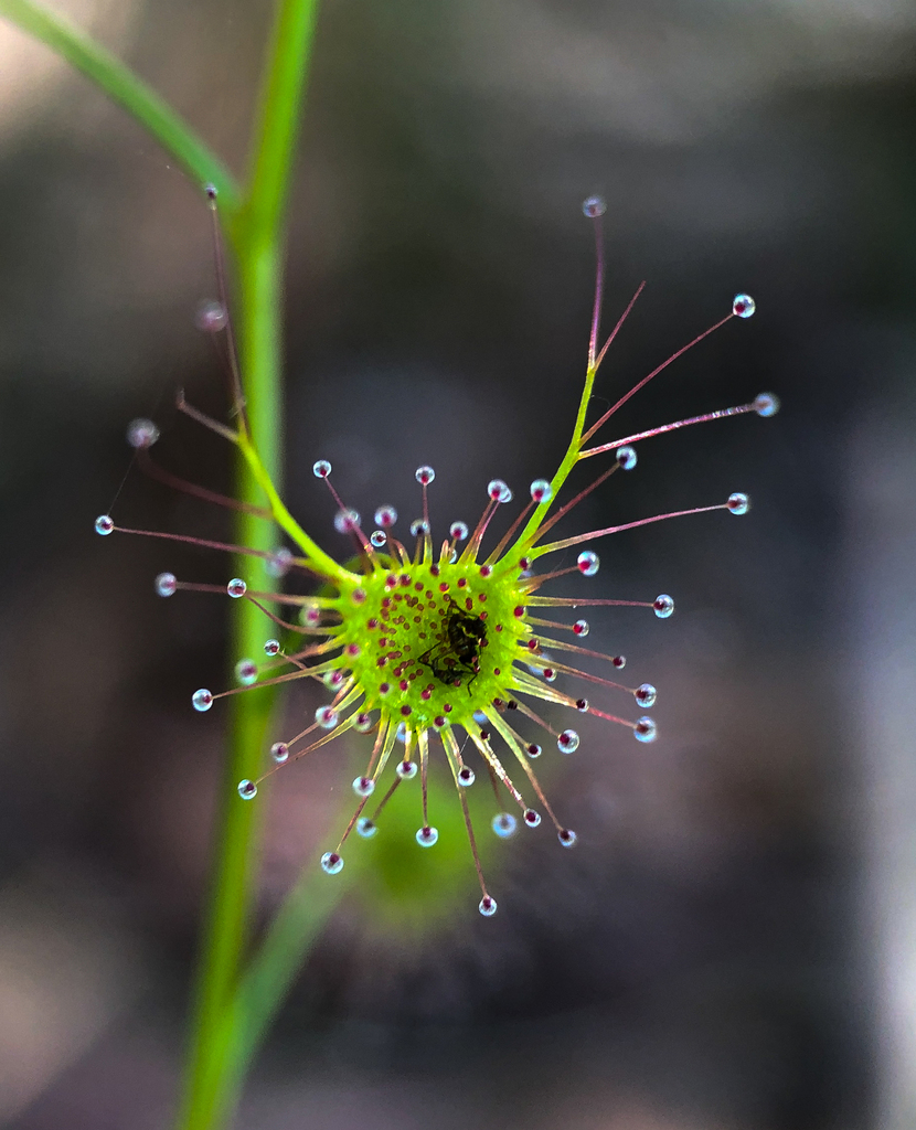 Tall sundew from North Wahroonga NSW 2076, Australia on August 17, 2022 ...