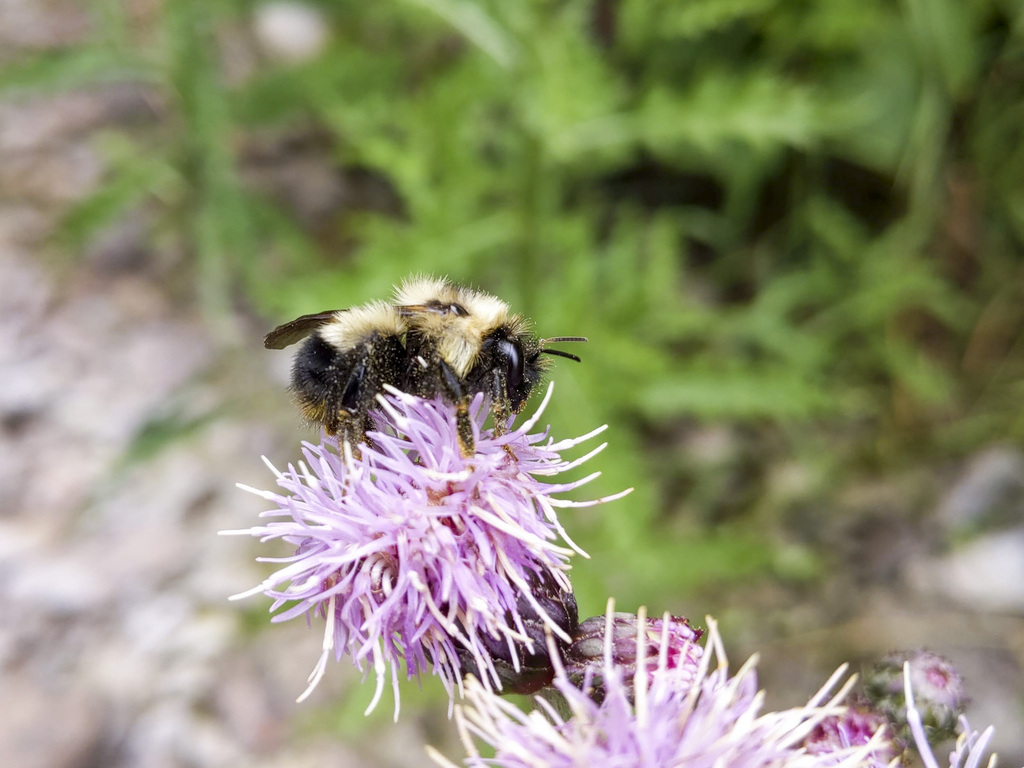 Sanderson's Bumble Bee from Cook, Minnesota, United States on August 16 ...