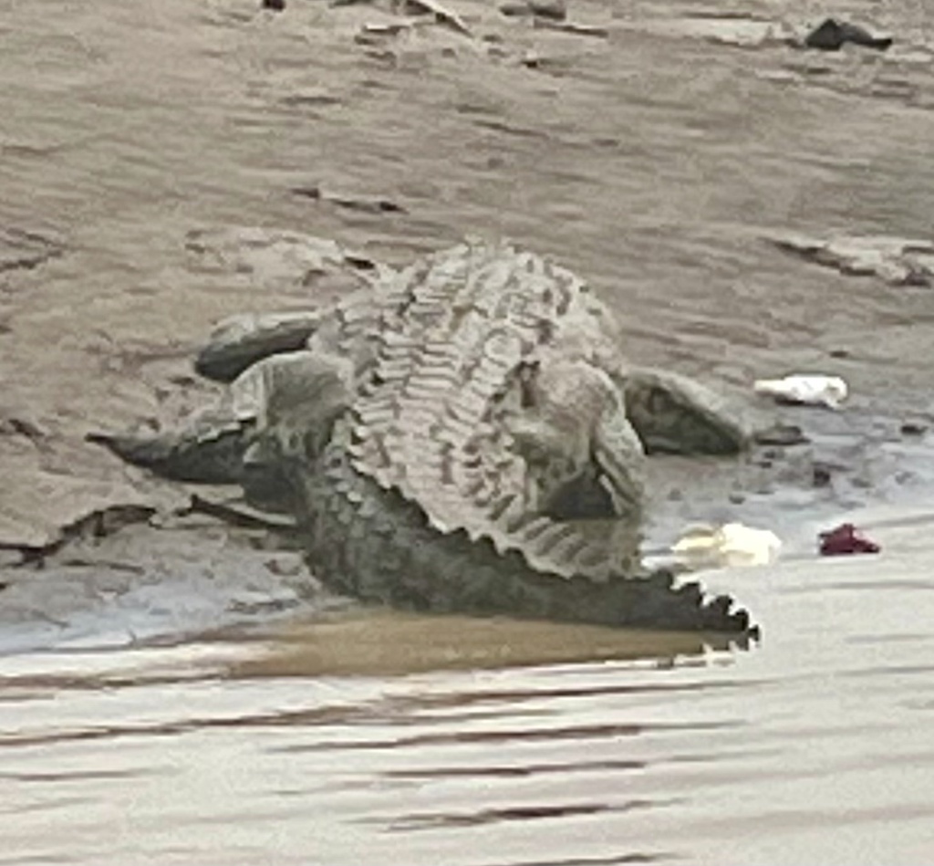 American Crocodile in August 2022 by Irene. We saw 8 - 10 American ...