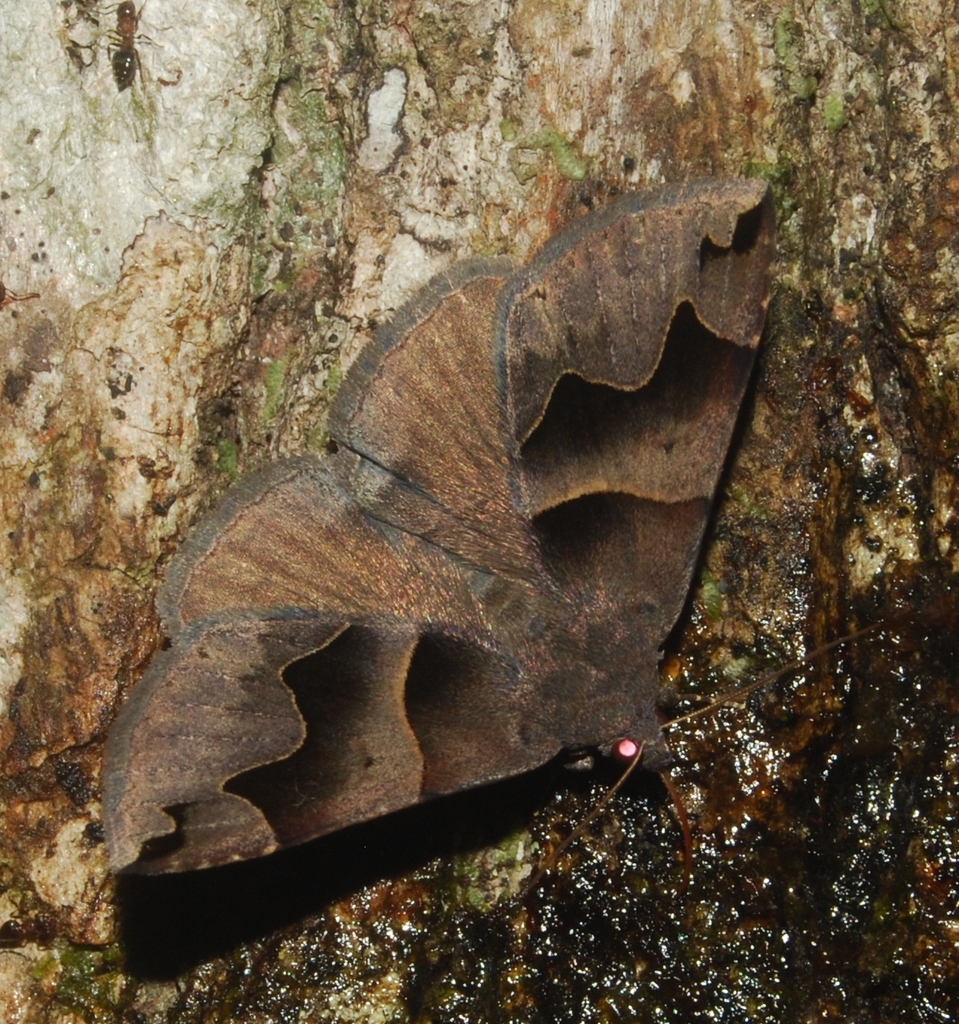 Smith's Darkwing from 487 Loop Rd, Bishopville, SC 29010, USA on July ...