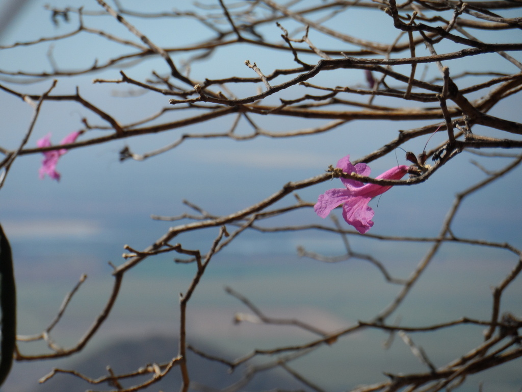 pink ipê from Navolato, Sin., México on March 18, 2013 at 03:53 AM by ...
