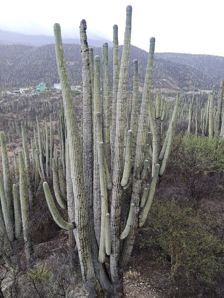 Cephalocereus tetetzo from Zapotitlán, Pue., México on July 24, 2022 at ...