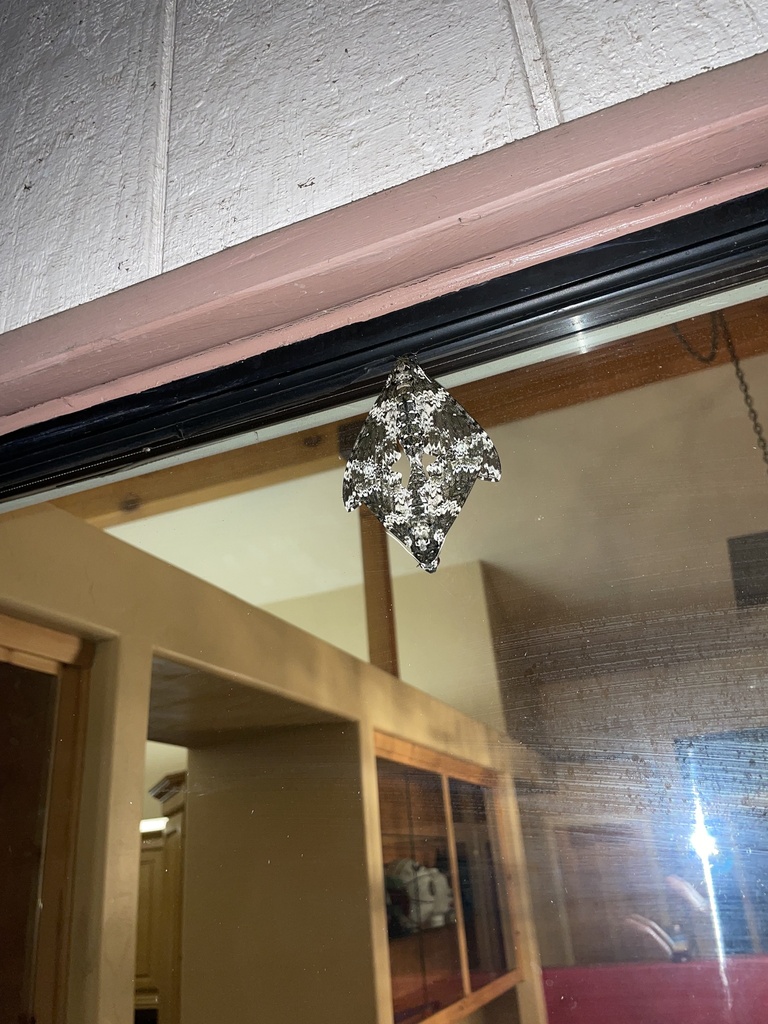 Rustic Sphinx from E Mitchell St, Tucson, AZ, US on August 16, 2022 at ...