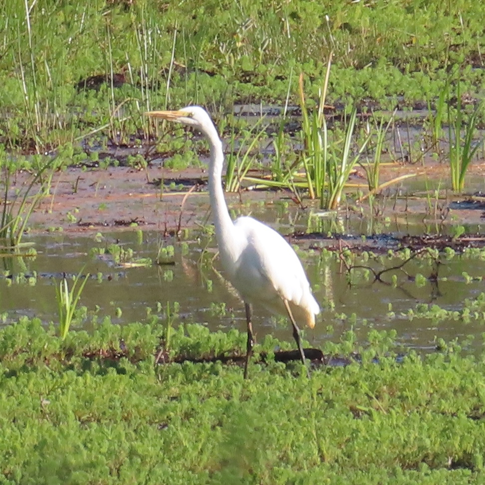 Great Egret from Oregon Dunes NRA, Lane Co., OR on August 16, 2022 at ...