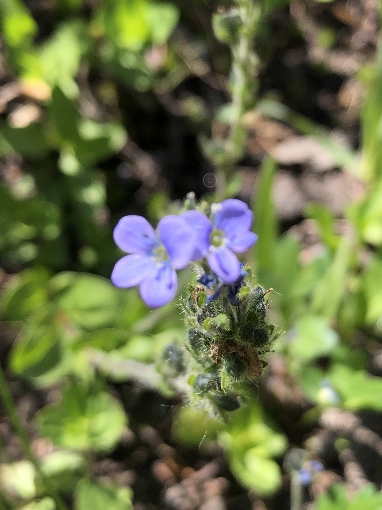 American alpine speedwell from Humboldt-Toiyabe National Forest, Spring ...