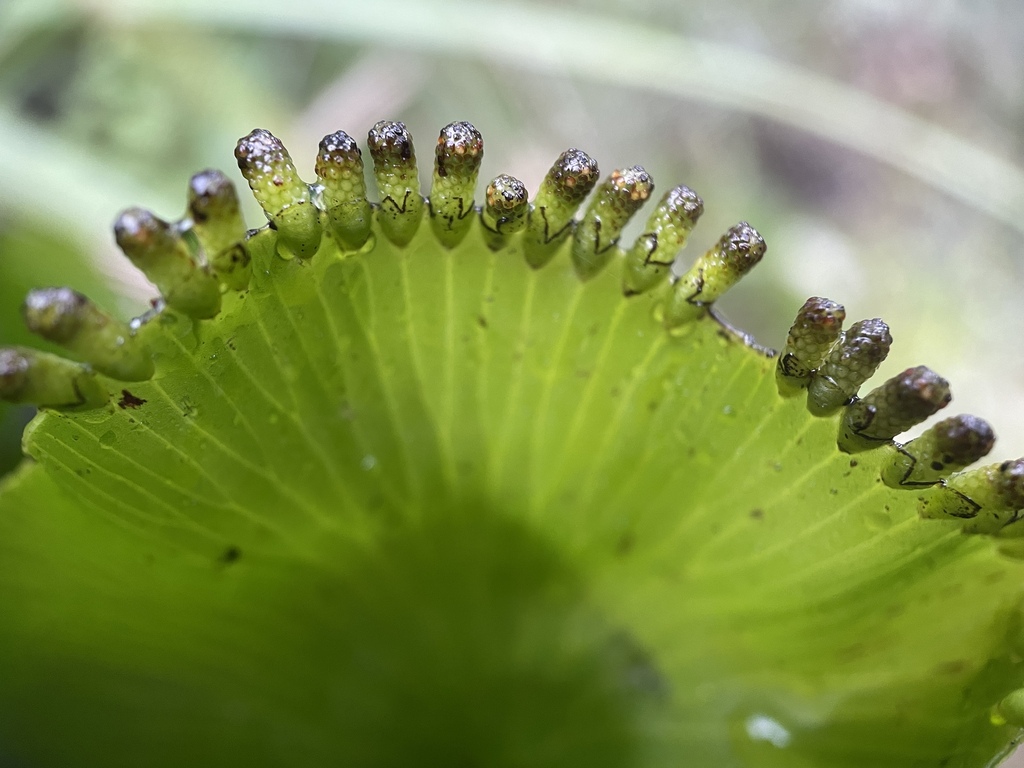kidney fern from Maitai, Nelson, New Zealand on June 19, 2022 at 11:09 ...