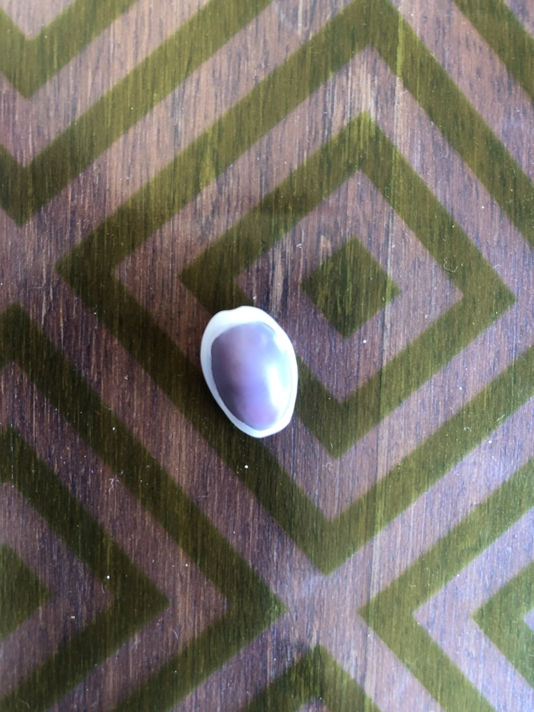 Cowries from MU on July 16, 2022 at 09:42 AM by Pierre-Louis Stenger ...