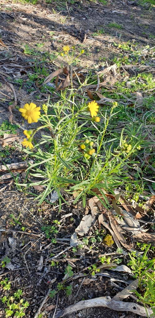 Variable Groundsel from Adelaide SA, Australia on August 6, 2022 at 03: ...