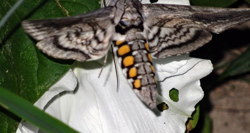 Five-spotted Hawk Moth from Elmore County, AL, USA on August 16, 2022 ...