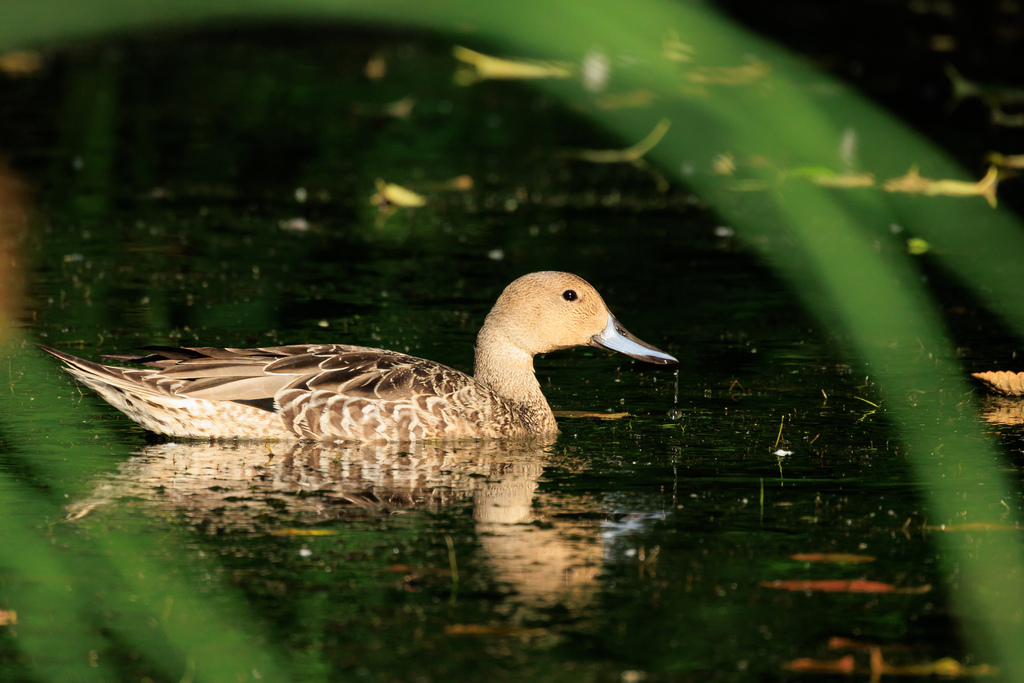 Northern Pintail from Ceperley Meadow, Stanley Park on August 11, 2022 ...