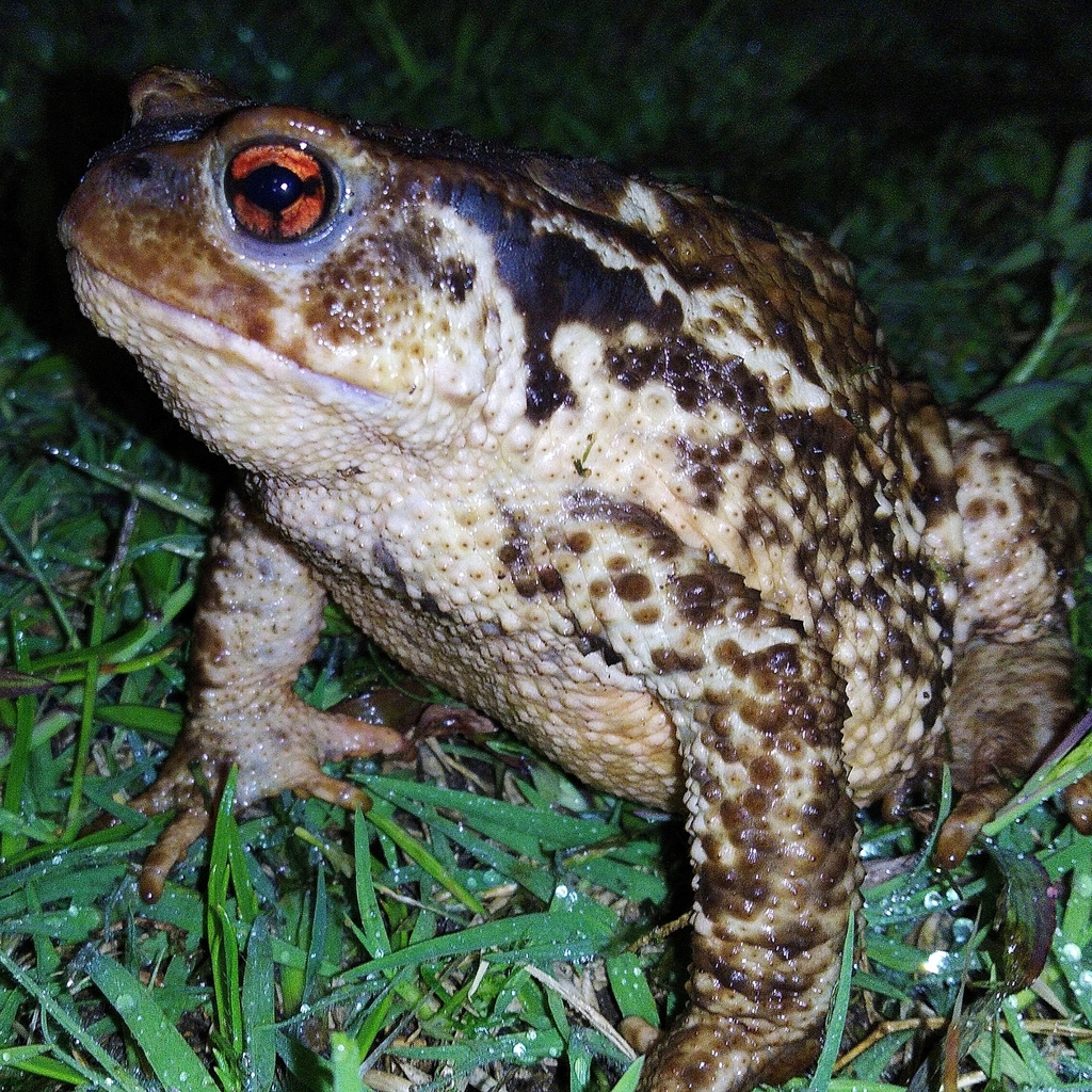 Spiny Toad from 2970-434, Portugal on August 16, 2022 at 11:04 PM by ...