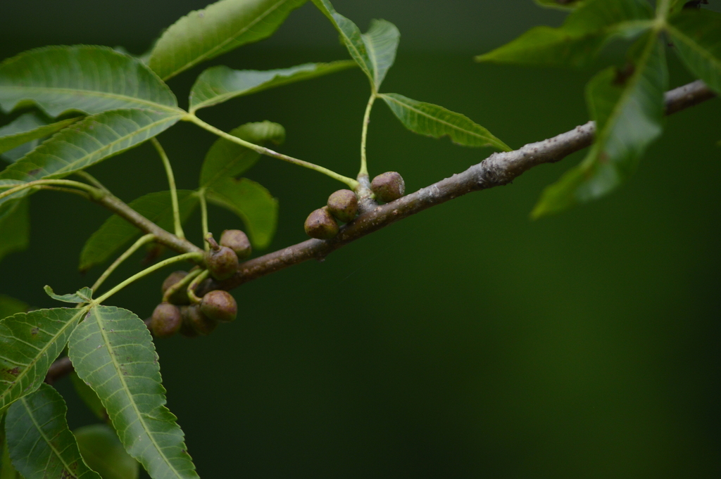 Bursera lancifolia from Cosalá, Sin., México on March 05, 2021 at 01:47 ...