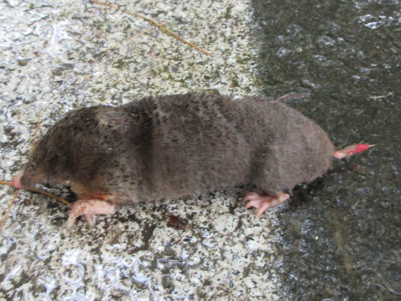 Mogera robusta Nehring, 1891