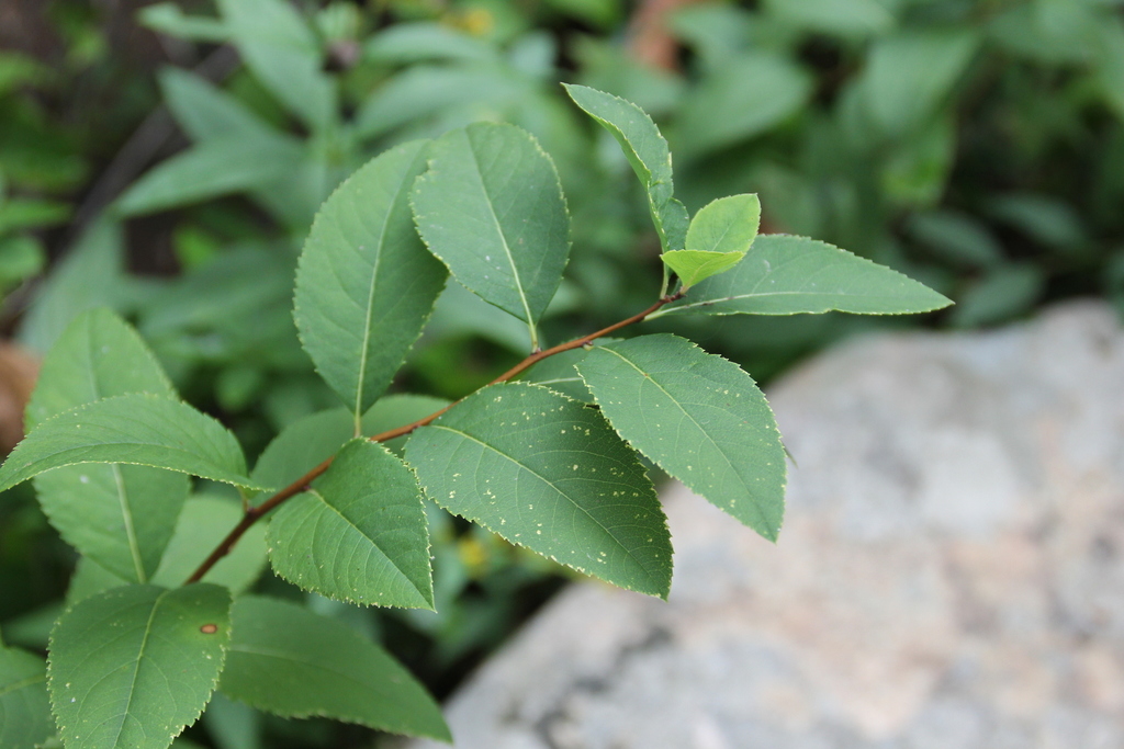 Virginia Meadowsweet in September 2014 by Sunny Fleming · iNaturalist