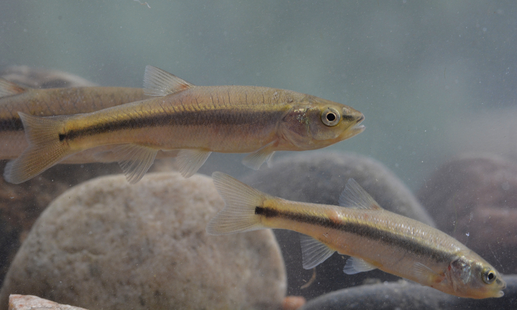 Creek Chub from West Bloomington, Bloomington, MN, USA on July 29, 2018 at 02:28 PM by wolffbr ...