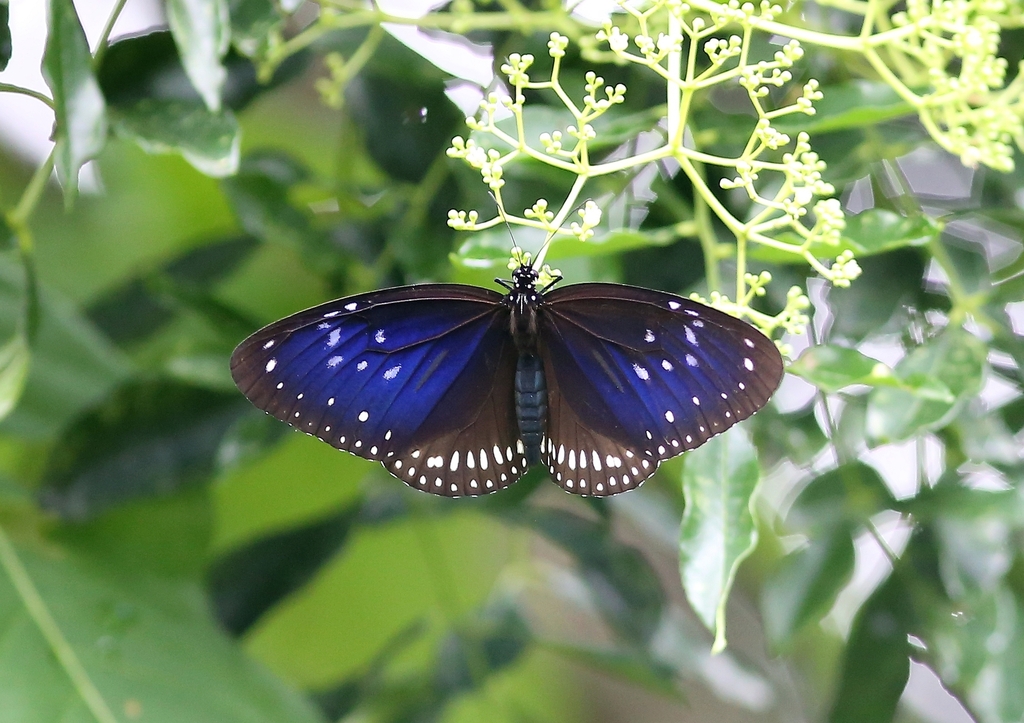 Blue-spotted Crow Butterfly in August 2022 by Goofy Ko · iNaturalist