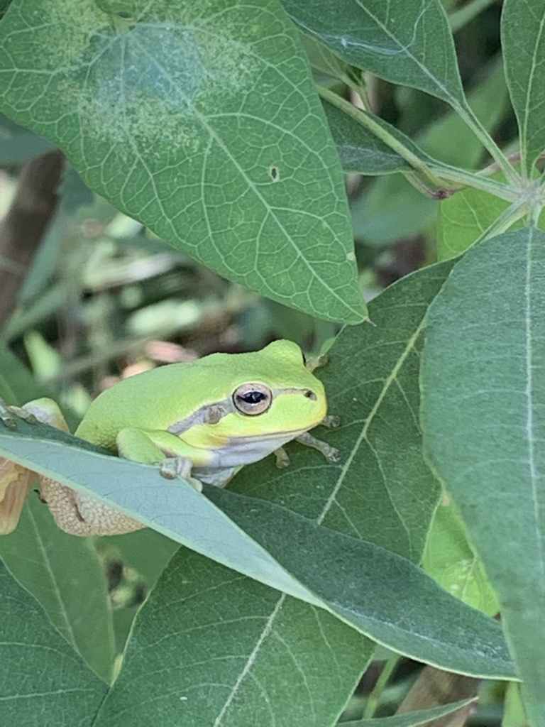 European Tree Frog from Corfu, Agios Stefanos, Ionian Islands, GR on ...