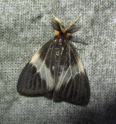 Pantana luteiceps · iNaturalist