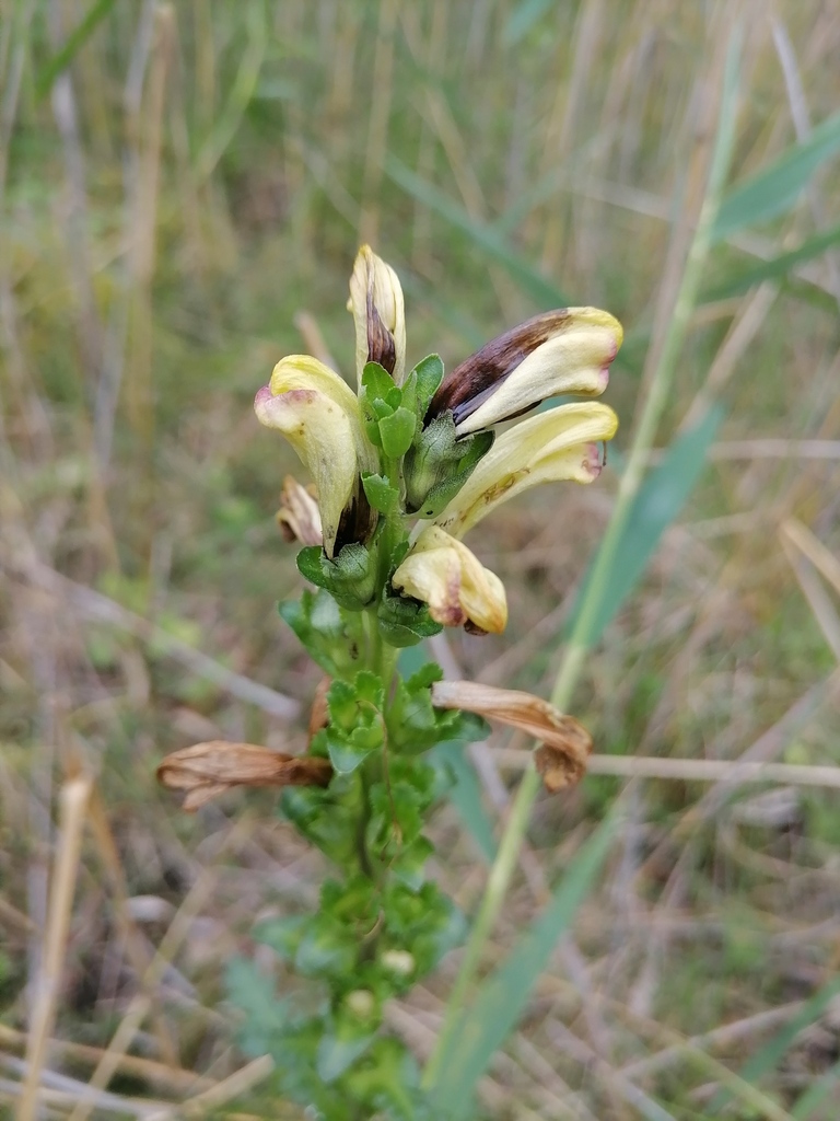 Moor-King Lousewort from Sysertskiy rayon, Sverdlovsk, Russia on August ...