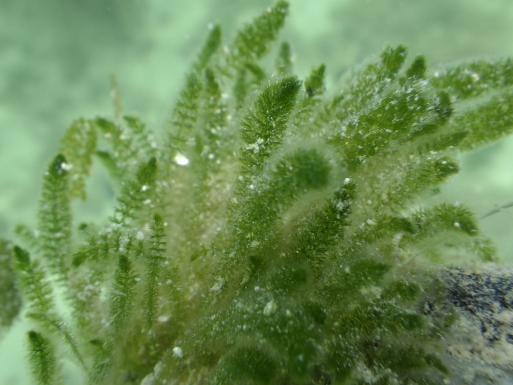 Fuzzy Finger Algae from Islandia, FL, USA on July 28, 2018 at 04:01 PM ...