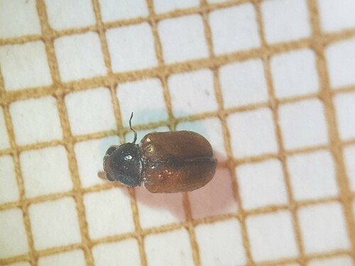 Pagria varians · iNaturalist Mexico