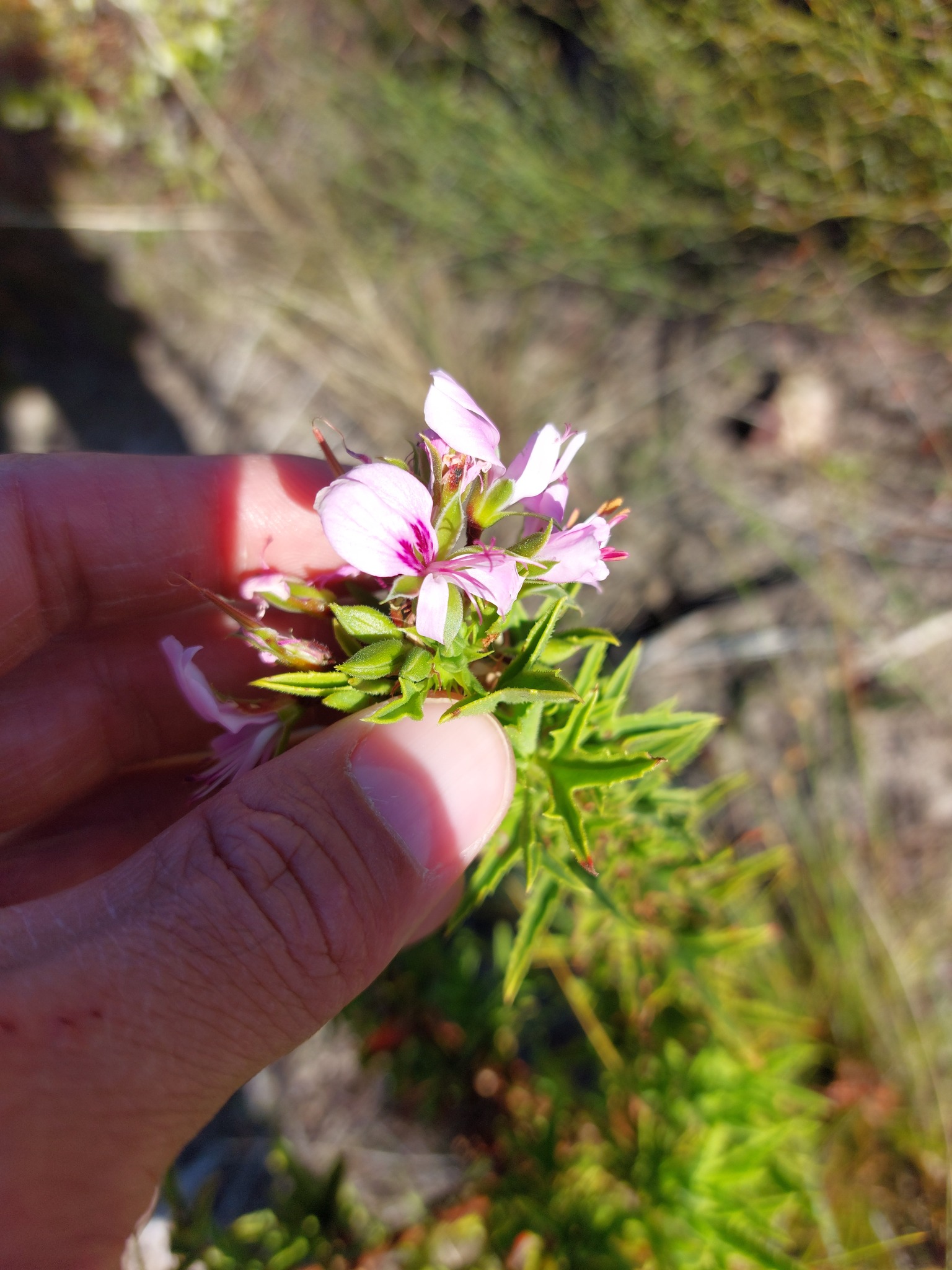 Pelargonium scabrum (L.) L'Hér.