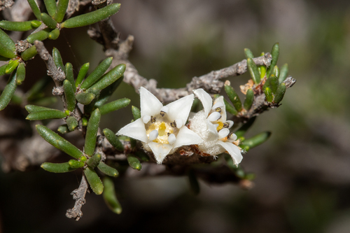 Cryptandra sabulicola · iNaturalist