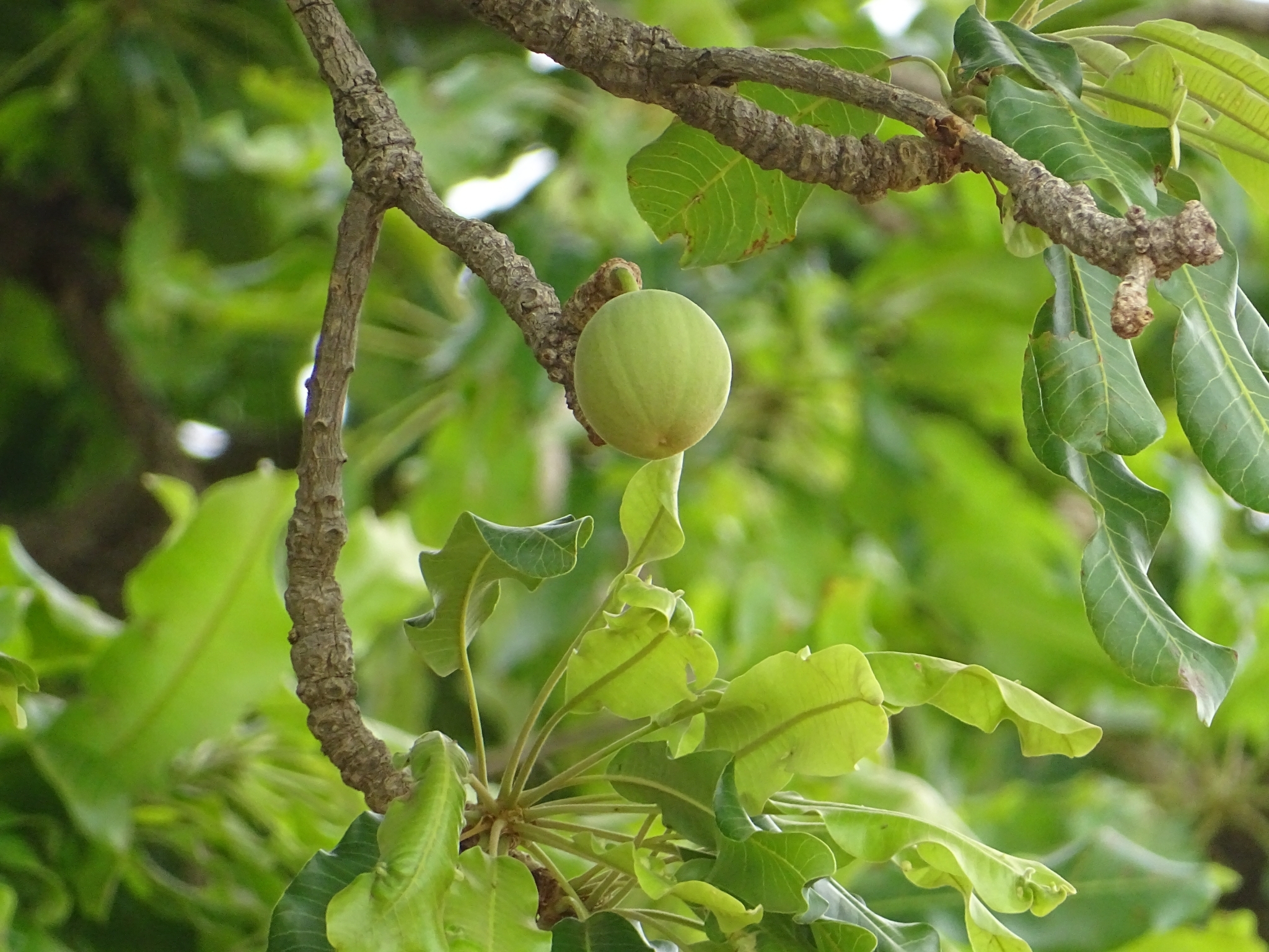 Vitellaria paradoxa C.F.Gaertn.
