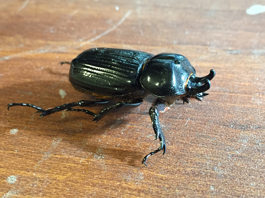 Triceratops Beetle (Dynastinae of the United States) · iNaturalist