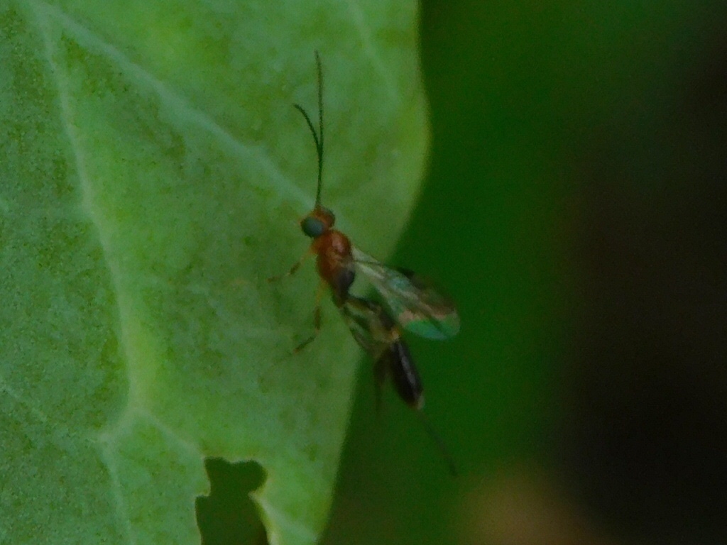 Ichneumonid Wasps in July 2018 by jade fortnash · iNaturalist