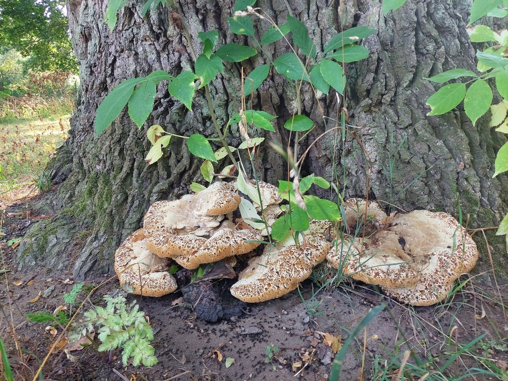 oak bracket from 56.011978, 14.190771 (segelskärmarna, 291 50 ...