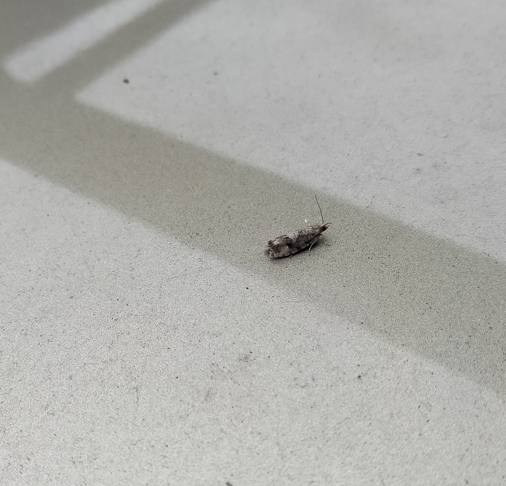 Larch Tortrix from Пермь, Пермский край, Россия, 614038 on August 17 ...