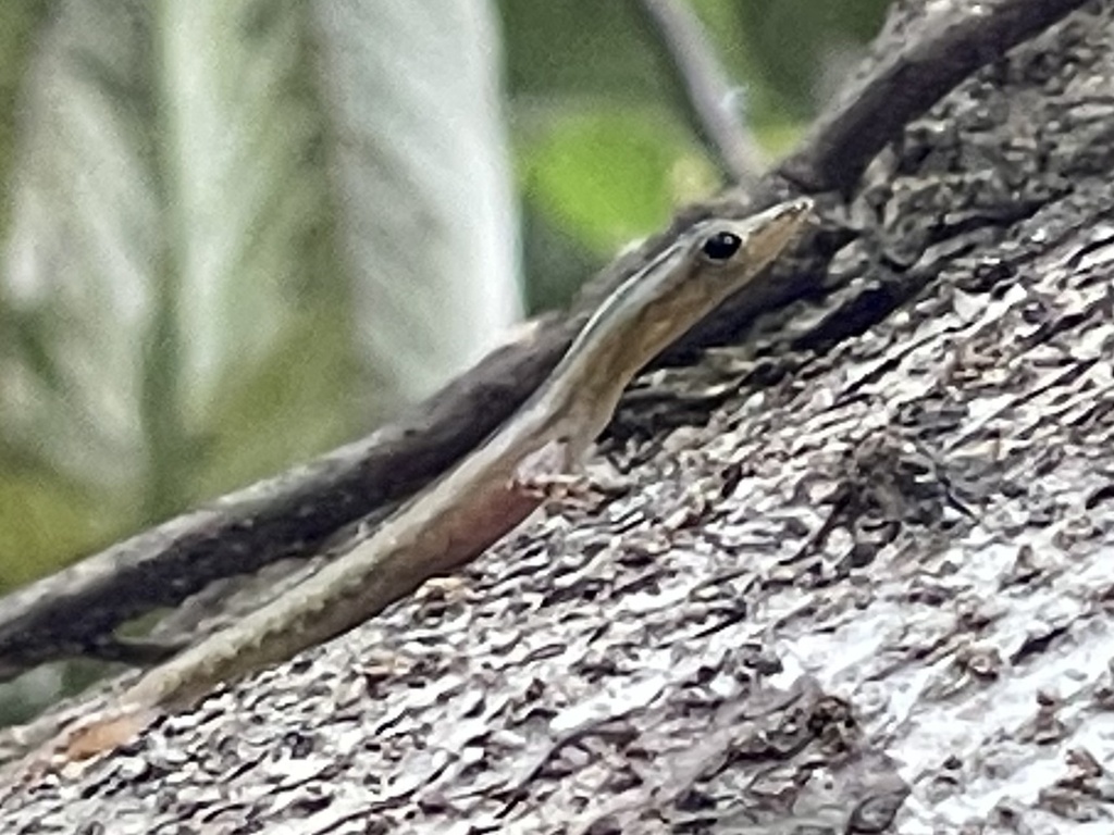 Semper's Tree Skink from Samar, Paranas, Samar, PH on August 16, 2022 ...