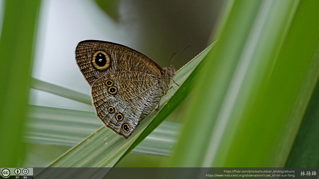 Ypthima conjuncta from 台灣南投縣信義鄉新中橫公路關山休息區 on August 15, 2022 at 10:02 ...