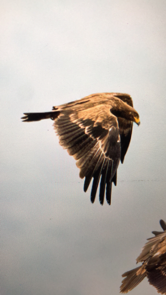 True Eagles from Narok on August 17, 2022 at 03:24 PM by sophiaschade ...