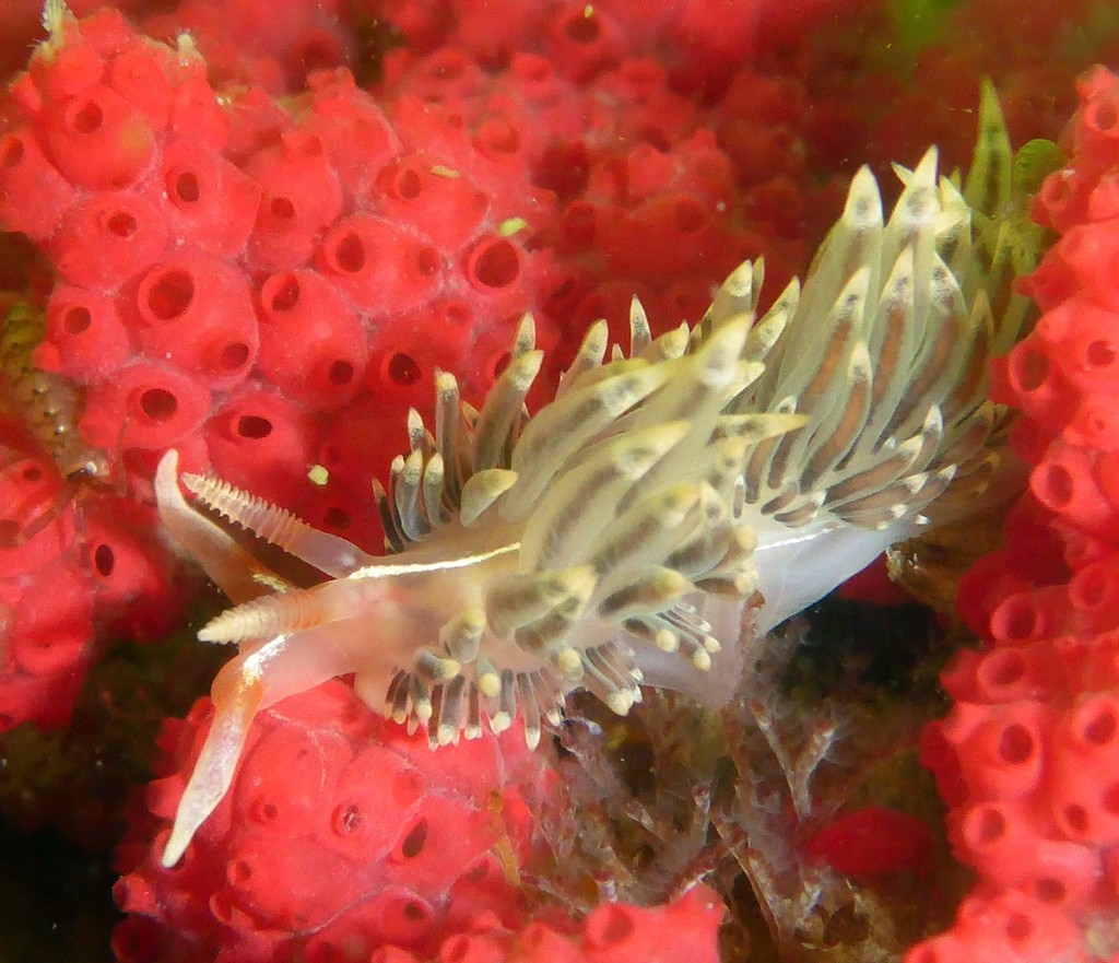 Phidiana lynceus (Nudibranchs of the Eastern United States) · iNaturalist