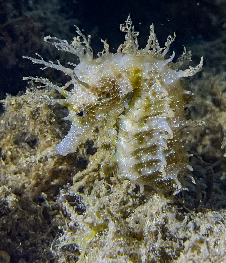 Long-snouted Seahorse in August 2022 by Bernat Espigulé · iNaturalist