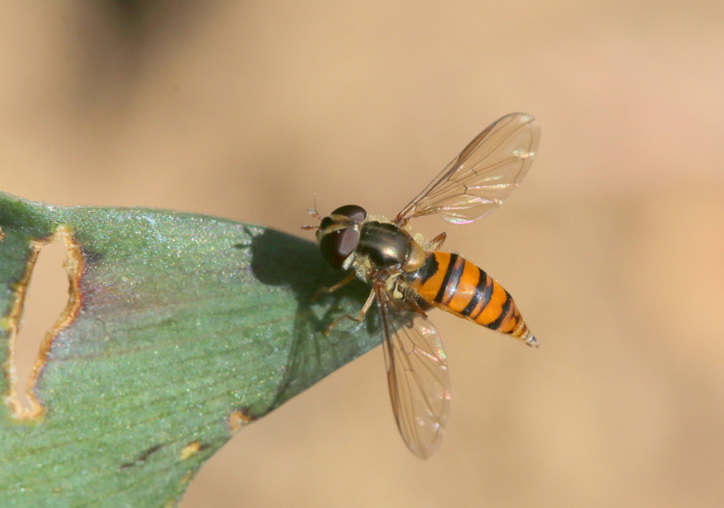 Episyrphus trisectus from Moregloed, Pretoria, 0186, South Africa on ...