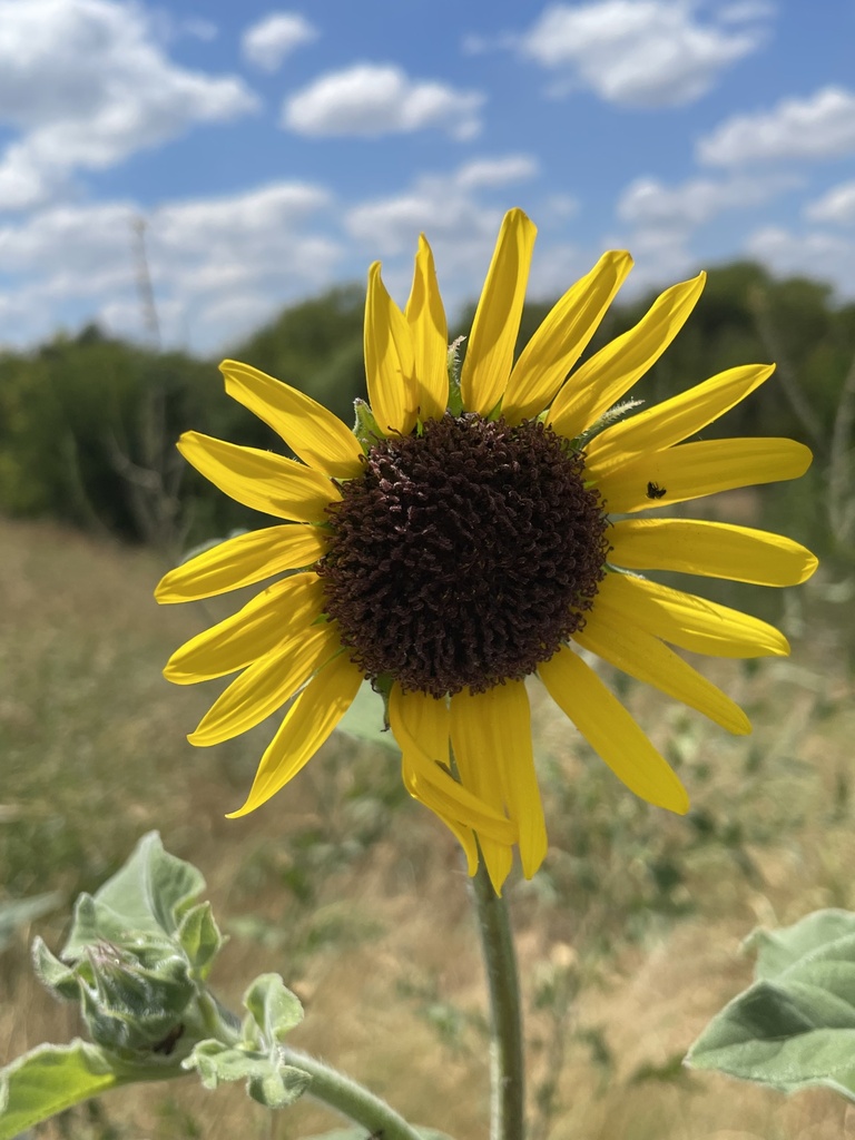 Common Sunflower from Norman, OK, US on August 12, 2022 at 12:34 PM by ...