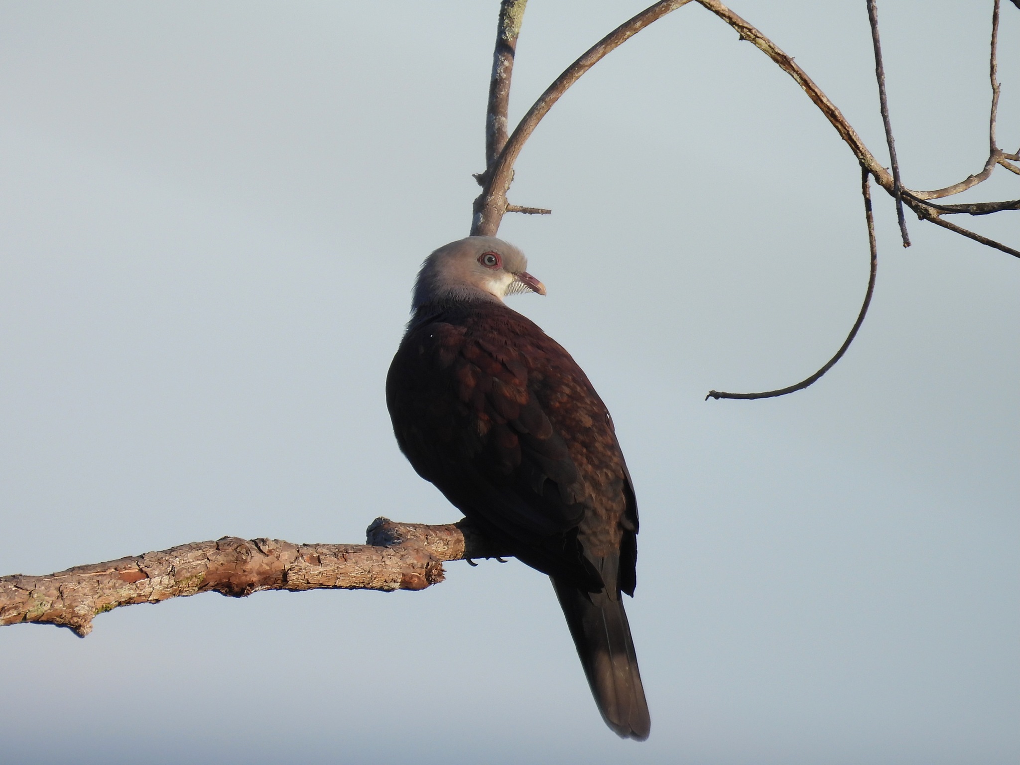 Ducula badia (Raffles, 1822)