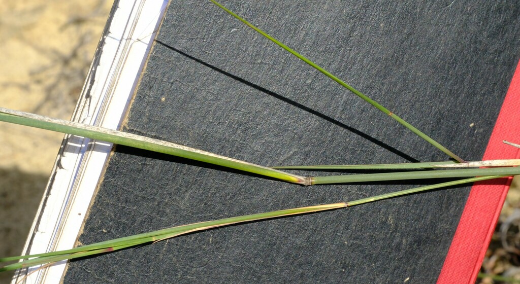 Pipe Grass from r2 on August 15, 2022 at 02:41 PM by Nick Helme ...