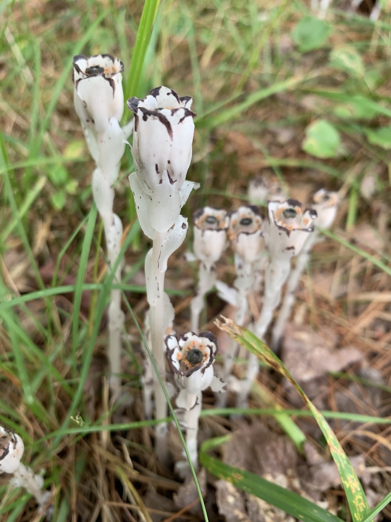 Ghost Pipe from N Hill Rd, Ludlow, VT, US on August 17, 2022 at 09:39 ...