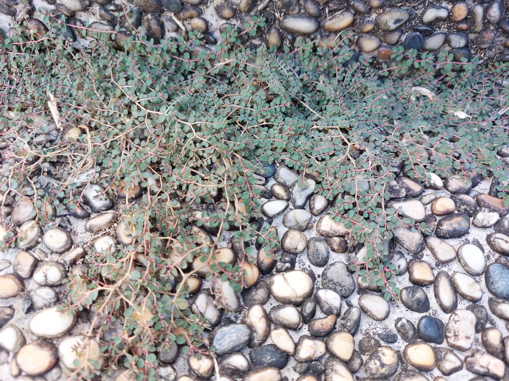 Matted Sandmat from 台灣台北 on August 17, 2022 at 04:51 PM by 胡正恆(Jackson ...