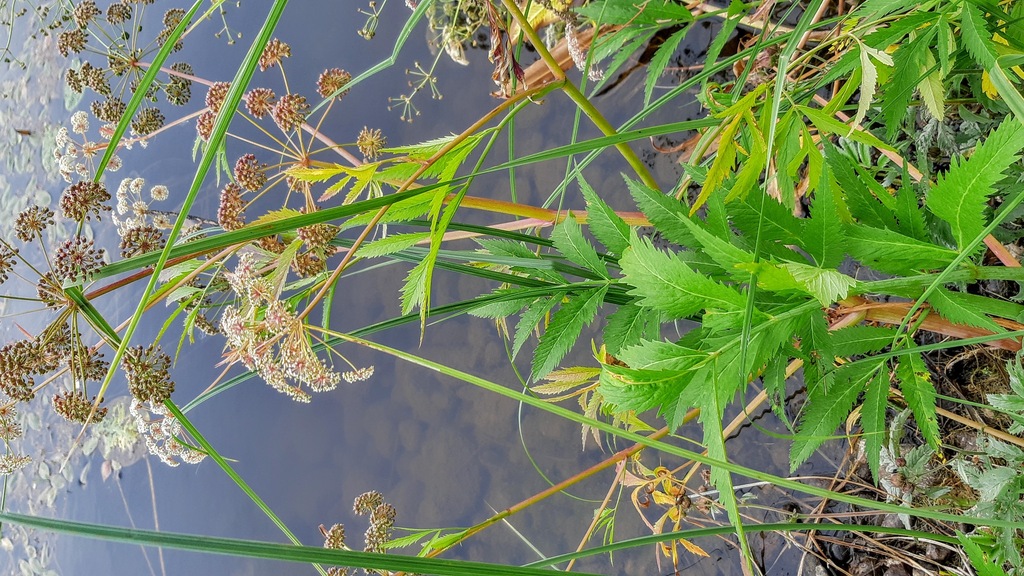 Cowbane from Saarijärvi-Viitasaari, Suomi on August 17, 2022 at 12:10 ...