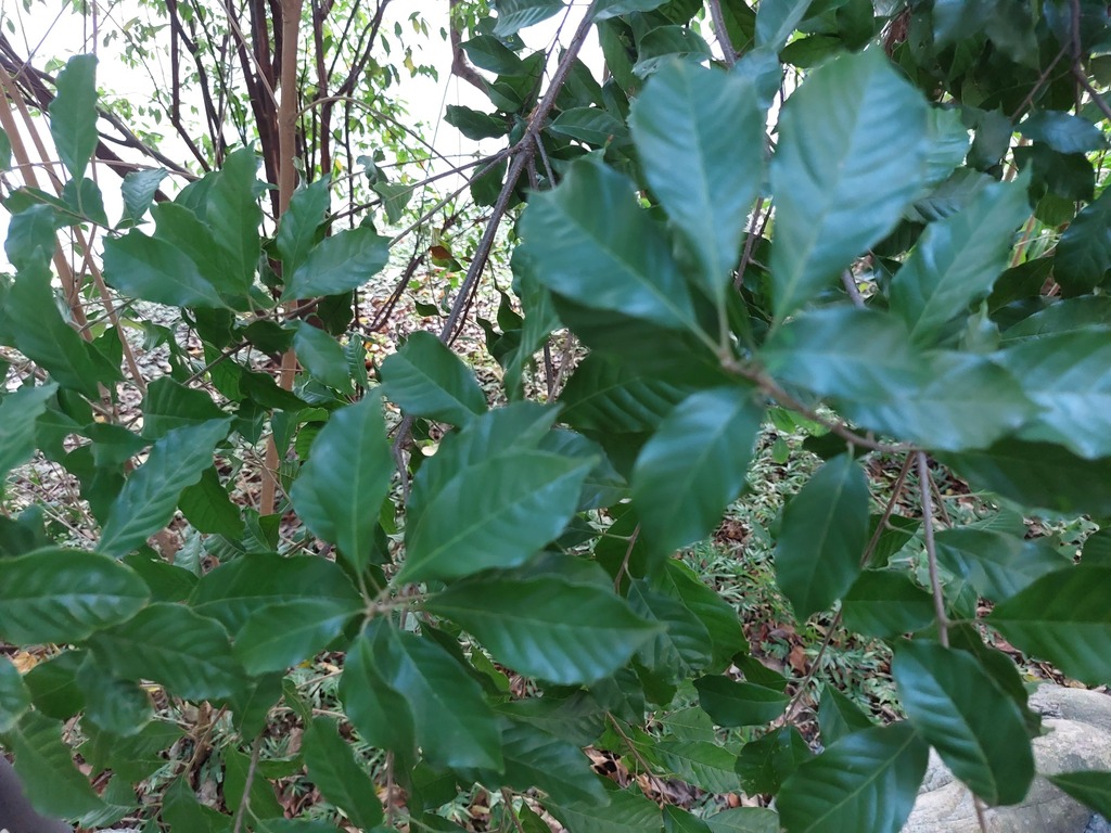 Taiwan Rock Oak from 台灣台北 on August 17, 2022 at 04:53 PM by 胡正恆(Jackson ...