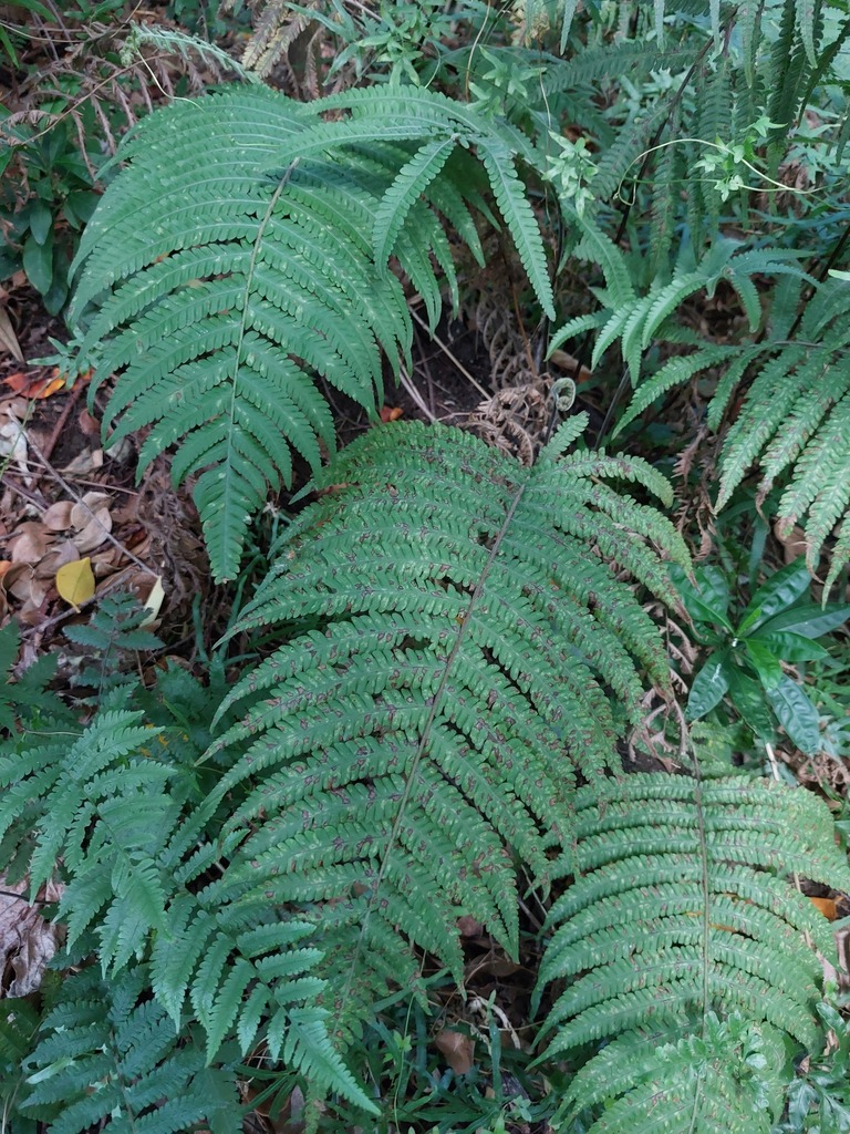 Parasitic Tri-vein Fern from 台灣台北 on August 17, 2022 at 04:55 PM by 胡正恆 ...