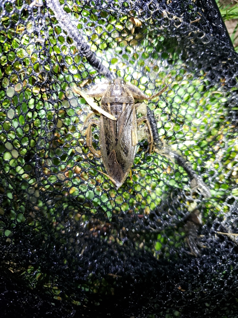 Uhler's Giant Water Bug in July 2022 by Denny · iNaturalist