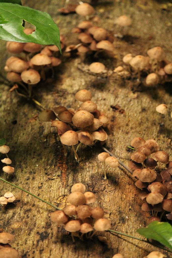 Fungi Including Lichens from Ango, Democratic Republic of the Congo on ...
